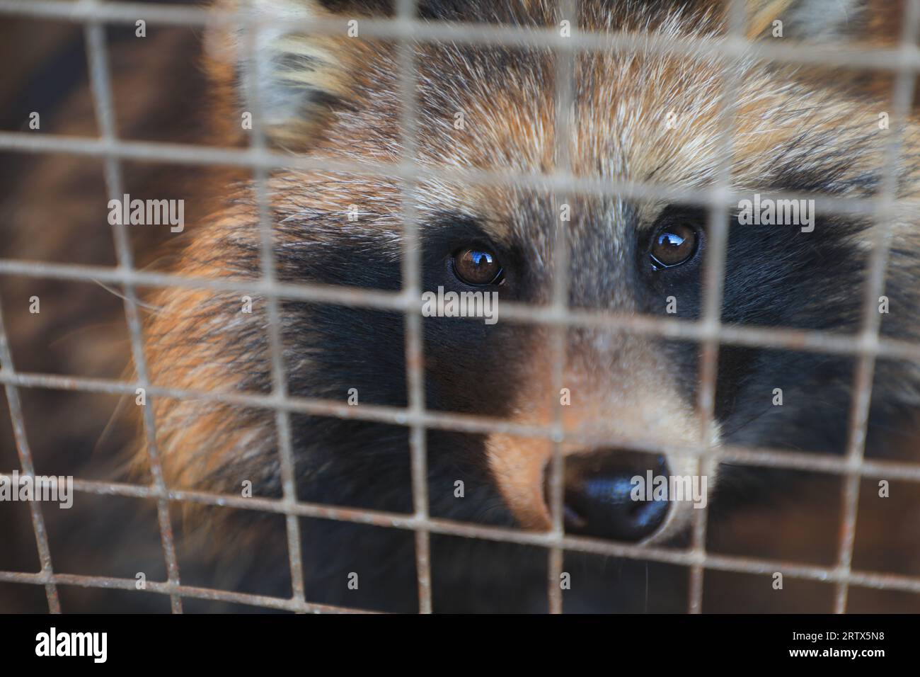 Raccoon dogs hi-res stock photography and images - Alamy