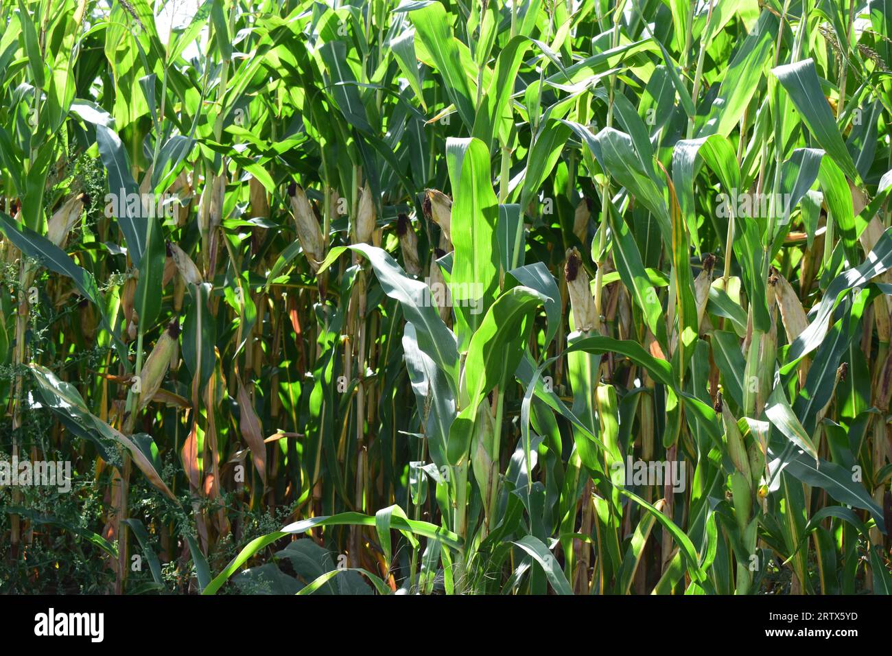 Colors of ripe corn field hi-res stock photography and images - Alamy