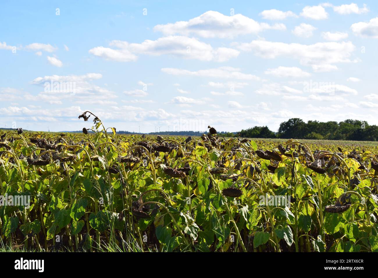 Field dry sunflowers ready harvest hi-res stock photography and images ...
