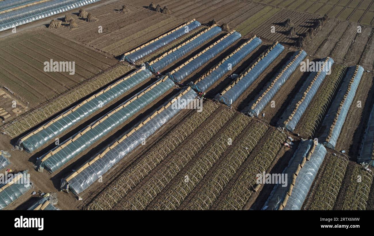 Vegetable arch shed in rural China Stock Photo - Alamy