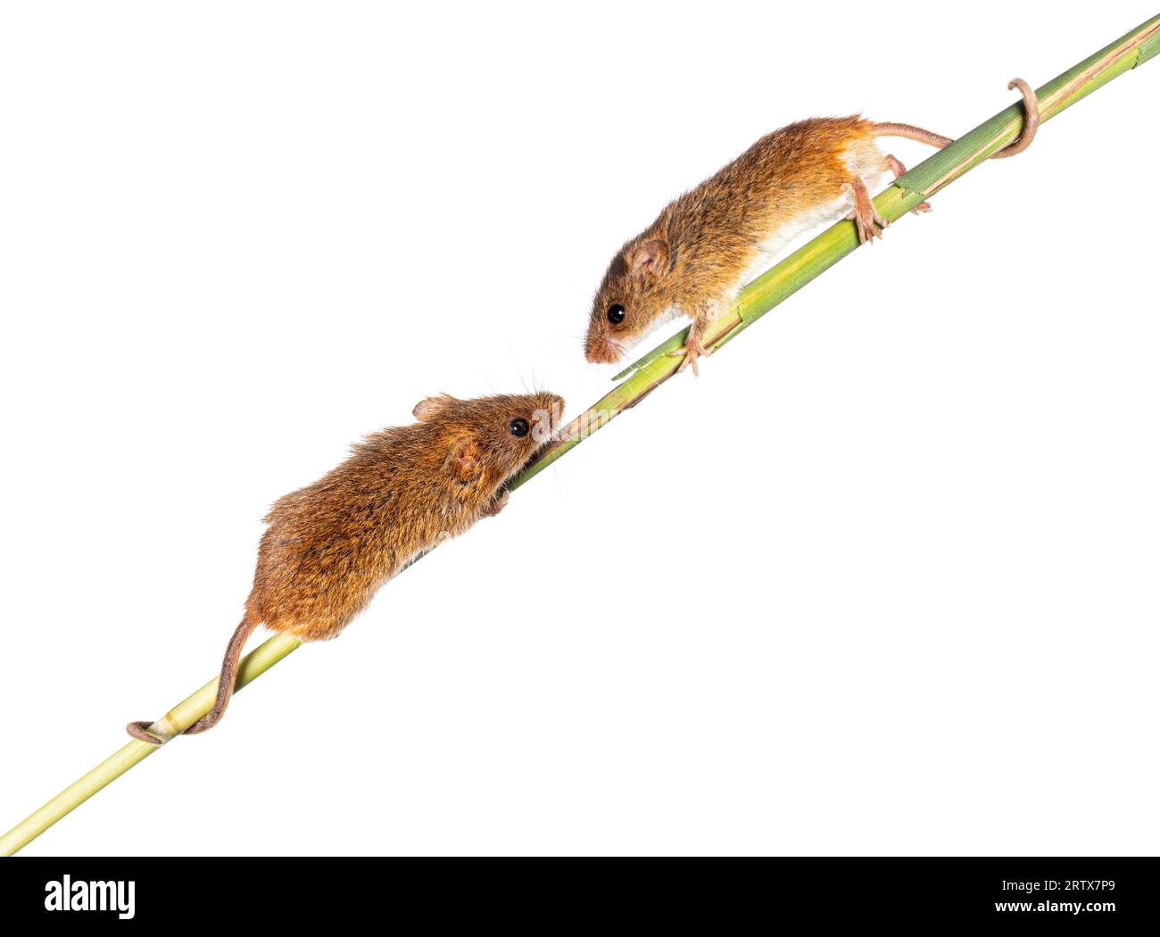 Harvest mouse, Micromys minutus, climbing holding and balancing on high ...