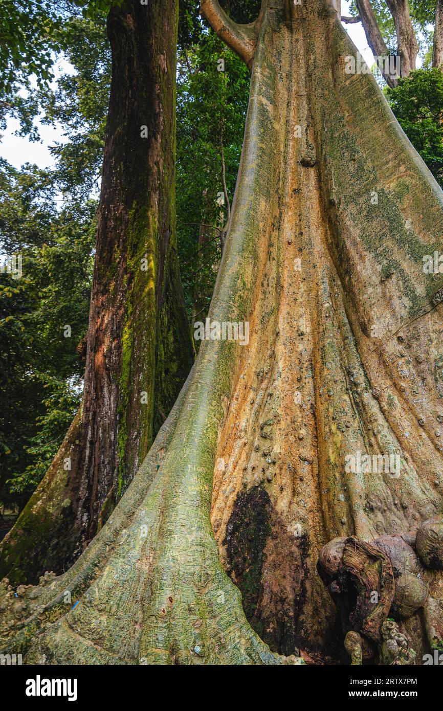 Bogor Botanical Gardens, Indonesia Stock Photo - Alamy