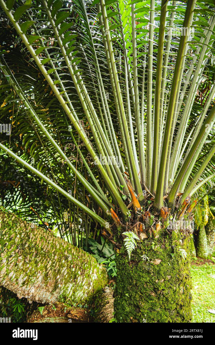 Bogor Botanical Gardens, Indonesia Stock Photo - Alamy
