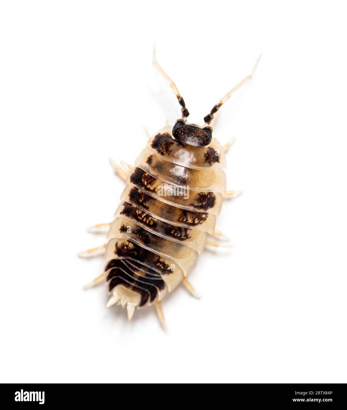 Dairy Cow Panda Isopod Woodlouse, Porcellio laevis, isolated on white Stock Photo - Alamy