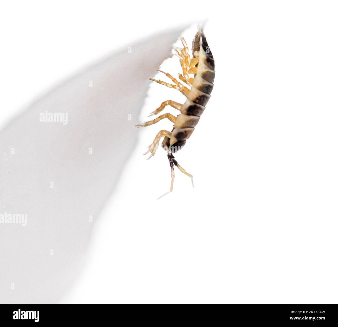 Panda cow hi-res stock photography and images - Alamy