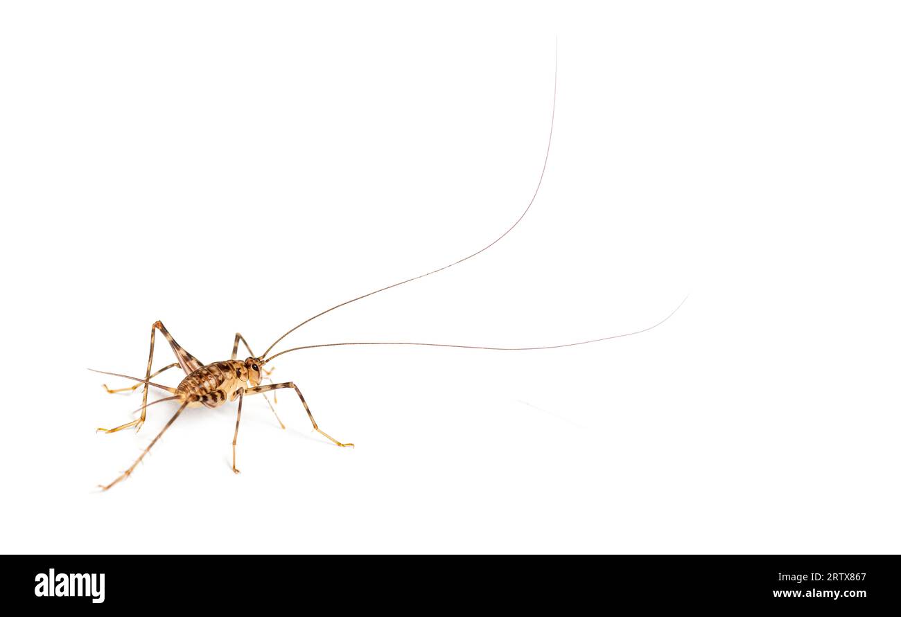 Cave Crickets , Rhaphidophoridae specie, isolated on white Stock Photo ...