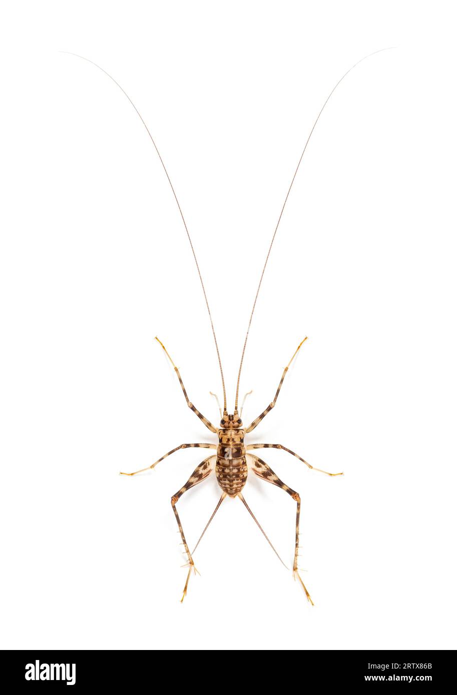 Cave cricket Cut Out Stock Images & Pictures - Alamy