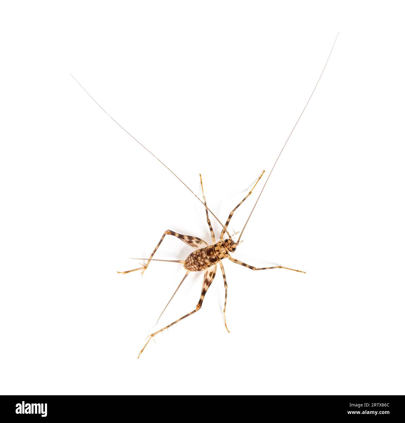 Cave Crickets , Rhaphidophoridae specie, isolated on white Stock Photo ...
