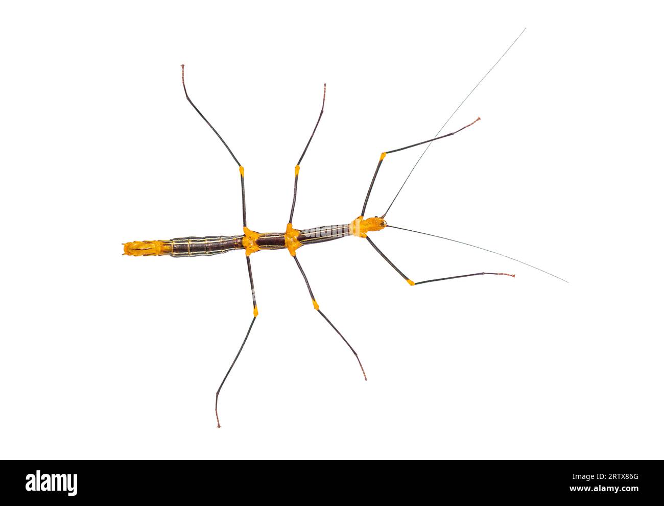 Peruvian stick insect View from above, Oreophoetes peruana, isolated on ...