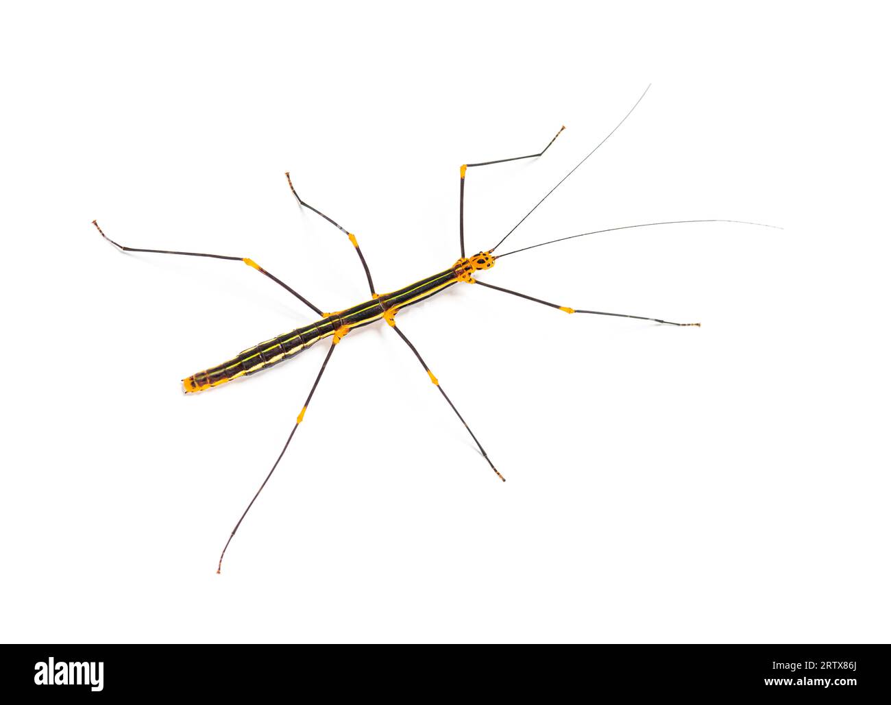 Peruvian stick insect View from above, Oreophoetes peruana, isolated on ...