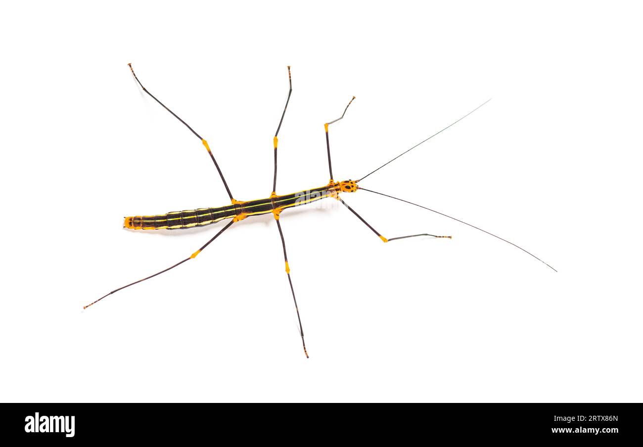 Peruvian stick insect, Oreophoetes peruana, isolated on white Stock ...