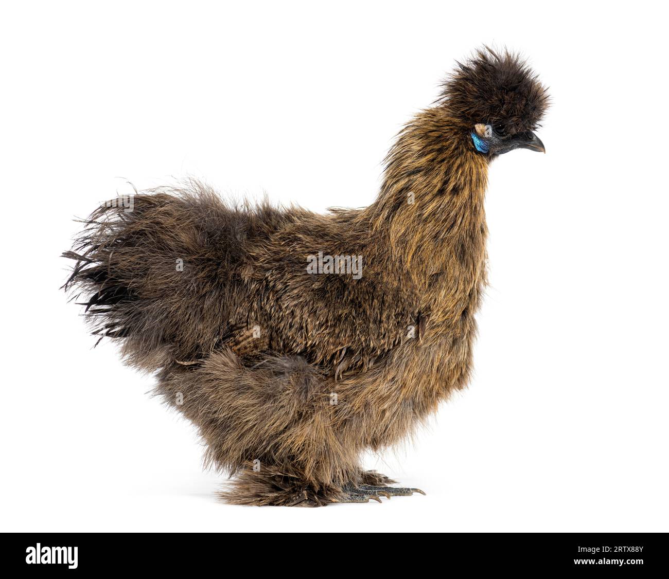 Side view of a Partridge Silkie hen, isolated on white Stock Photo - Alamy