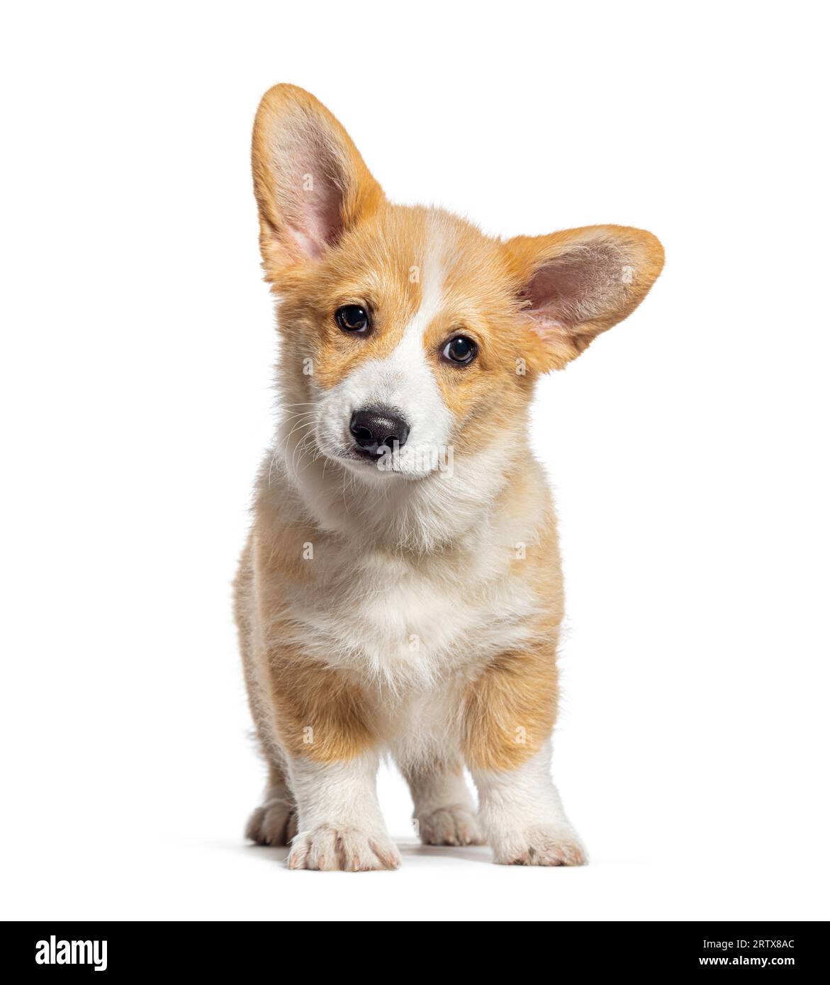 Sitting Puppy Welsh Corgi Pembroke looking at camera, 14 Weeks old ...