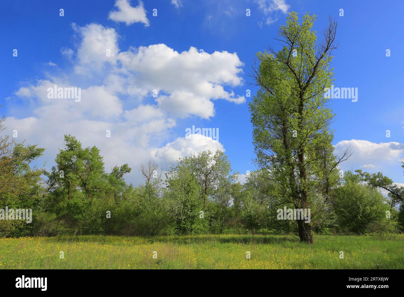 Nice spring landscape with green trees and grassland in ukrainian ...