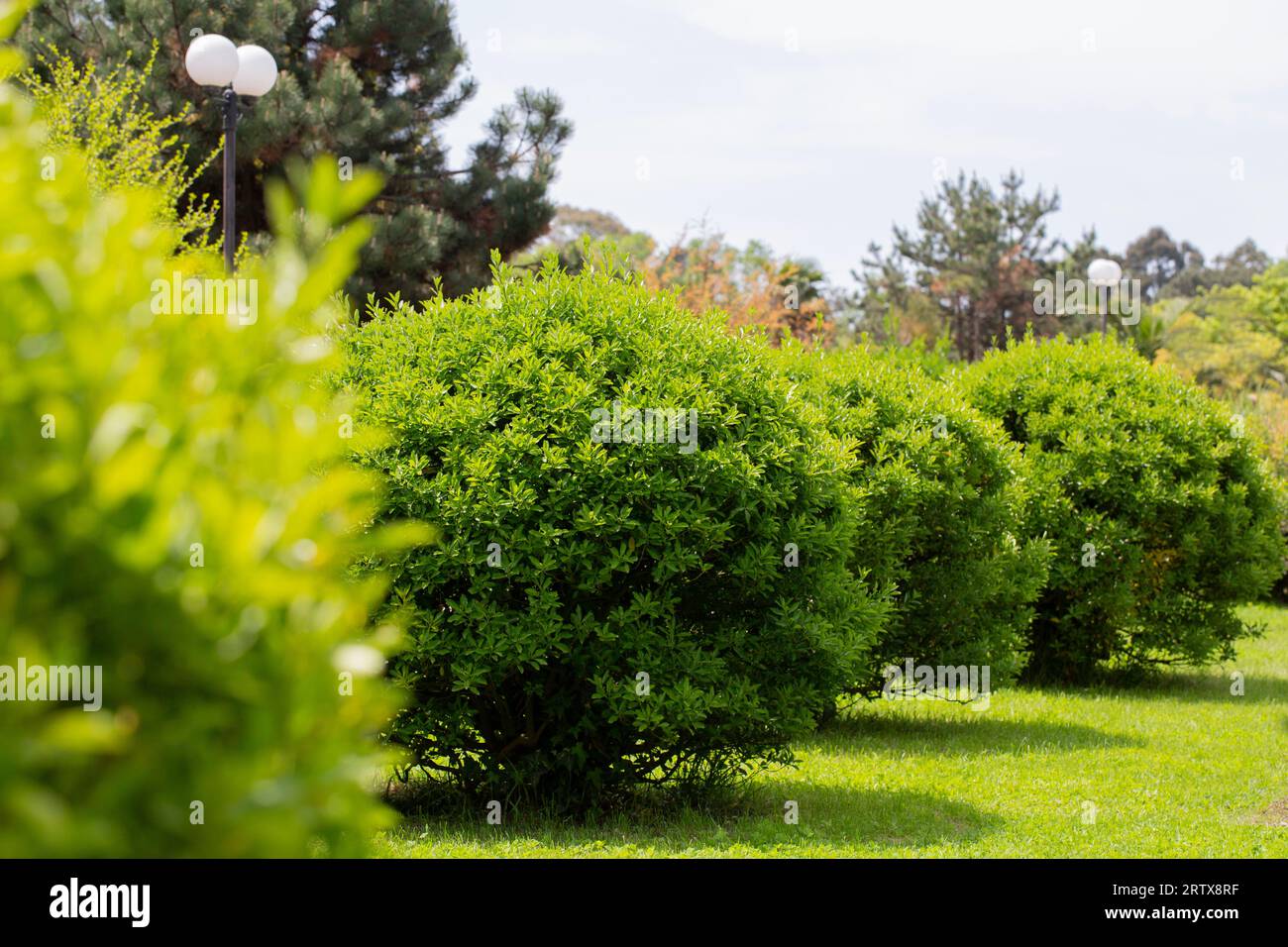 The bright green leaves of evergreen plant Japanese spindle or Euonymus ...