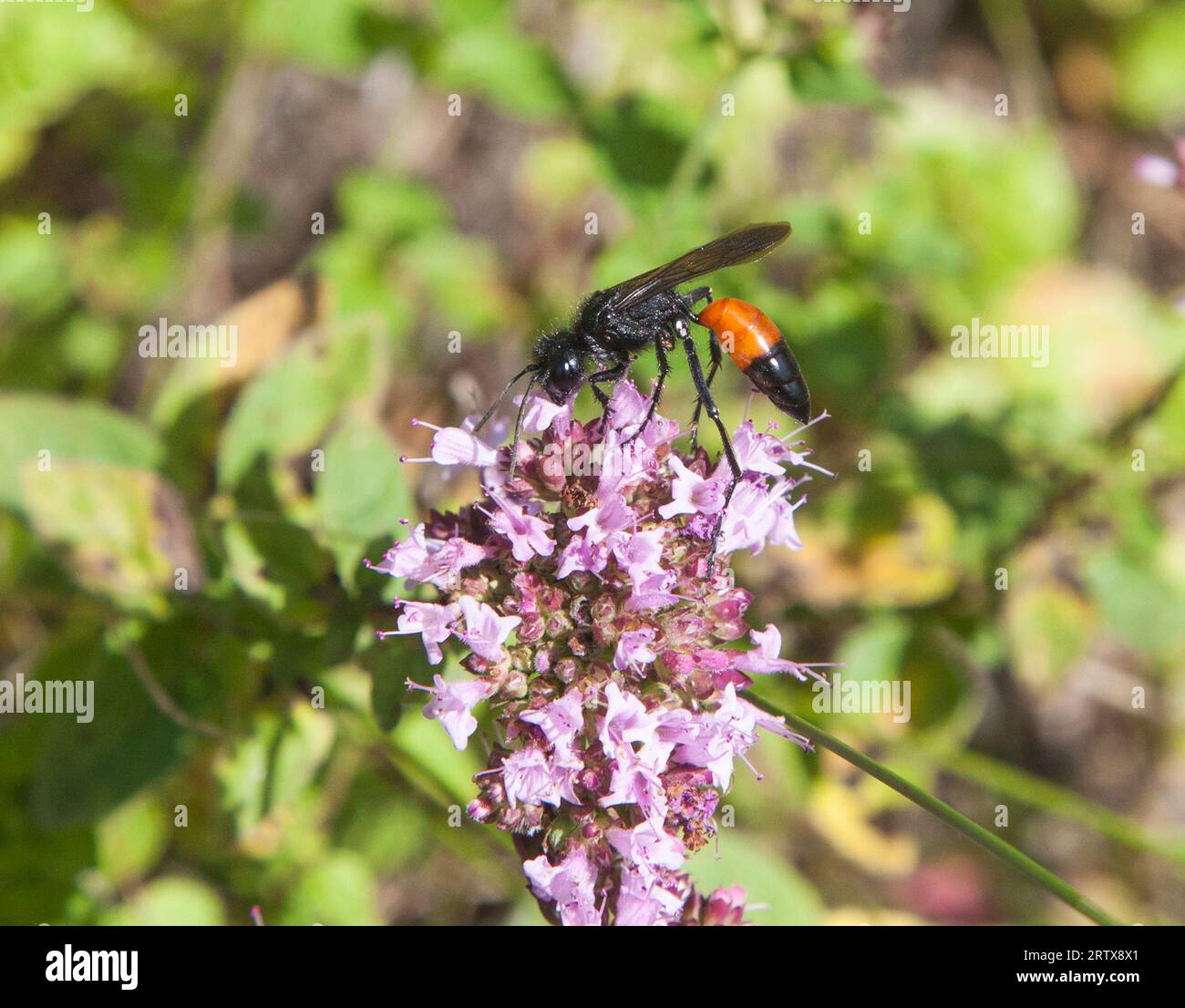 PODALONIA HIRSUTA hairy sand wasp is a species of parasitoidal wasp ...