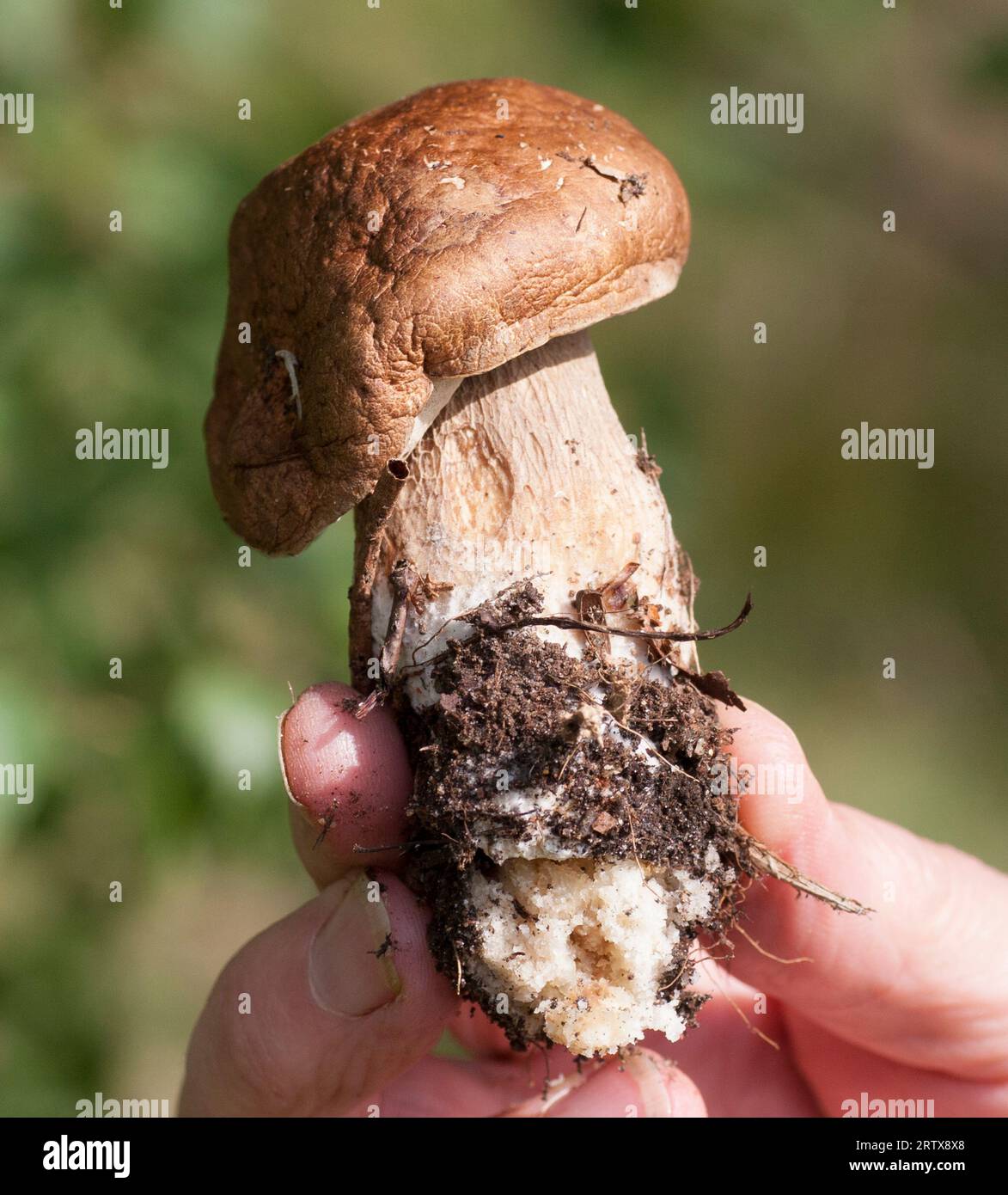 Introduce nature hi-res stock photography and images - Alamy