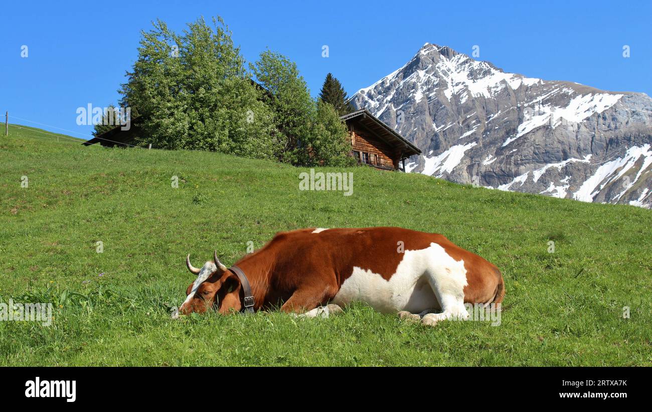 Sleeping cow on a green meadow, mountain and hut Stock Photo - Alamy