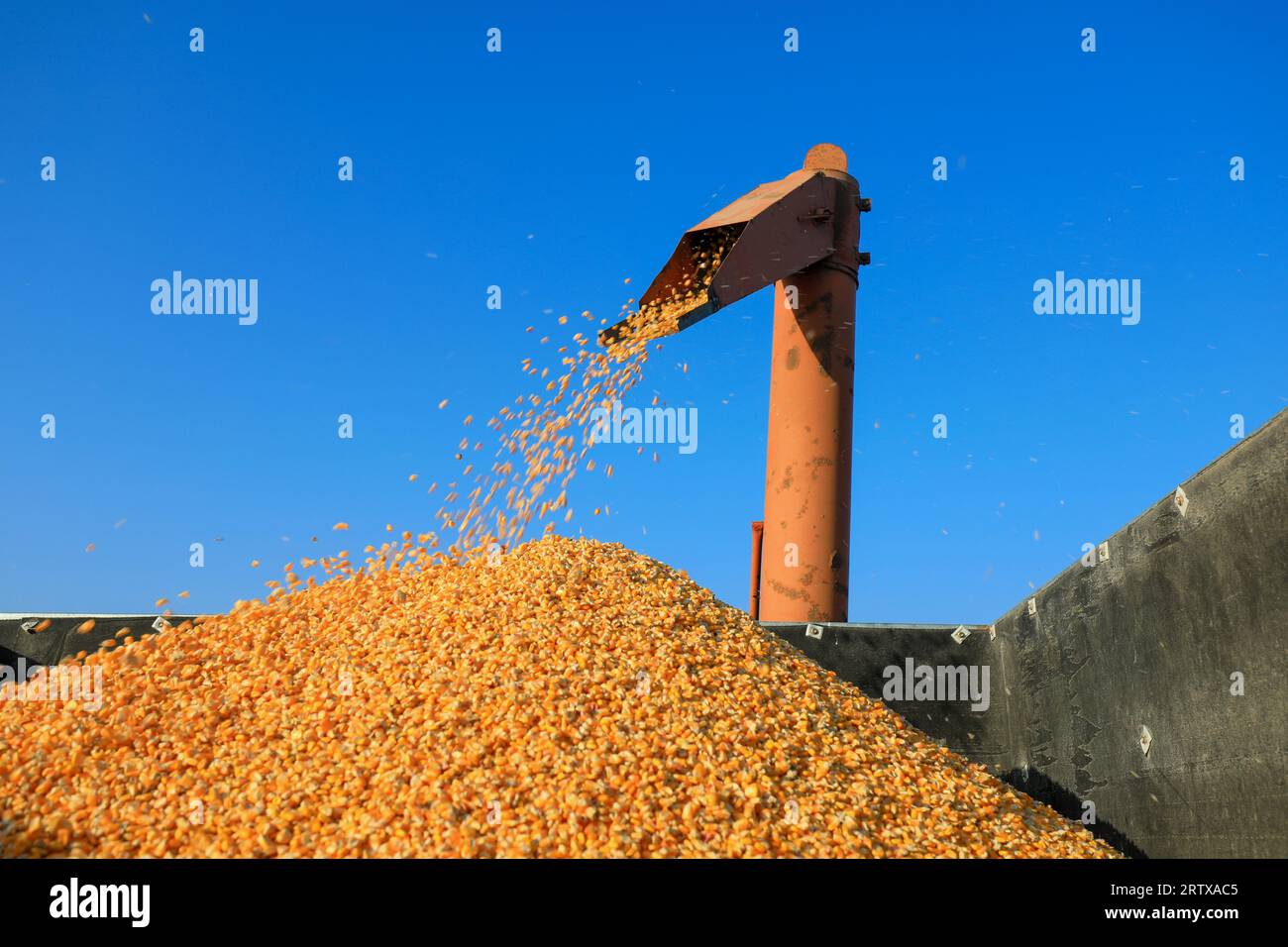 The thresher is threshing corn on a farm Stock Photo - Alamy