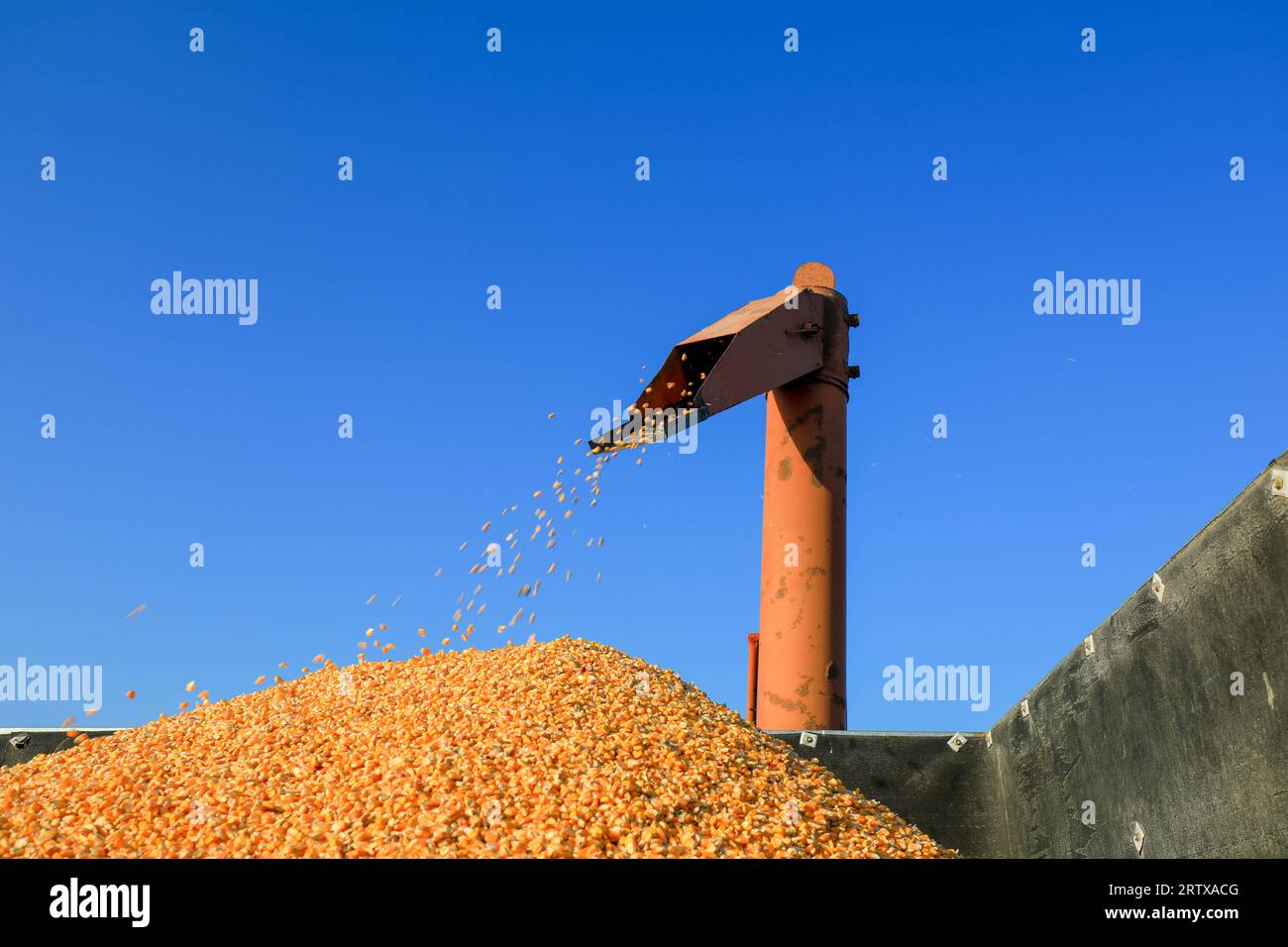 The thresher is threshing corn on a farm Stock Photo - Alamy