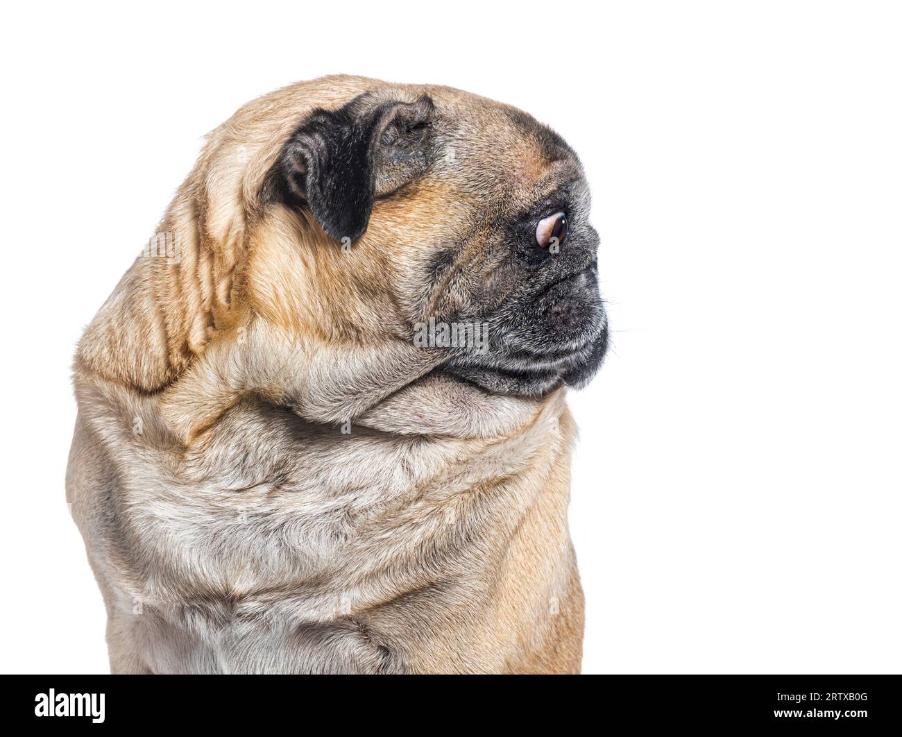 Lateral side profile view hi-res stock photography and images - Alamy