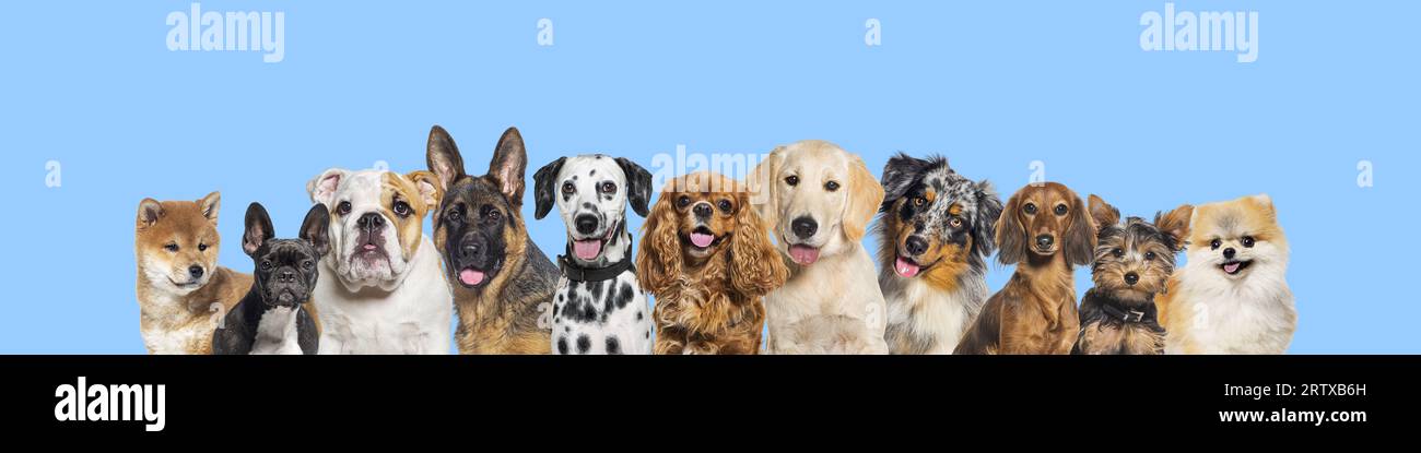 Row of different size and breed dogs over blue horizontal social media ...