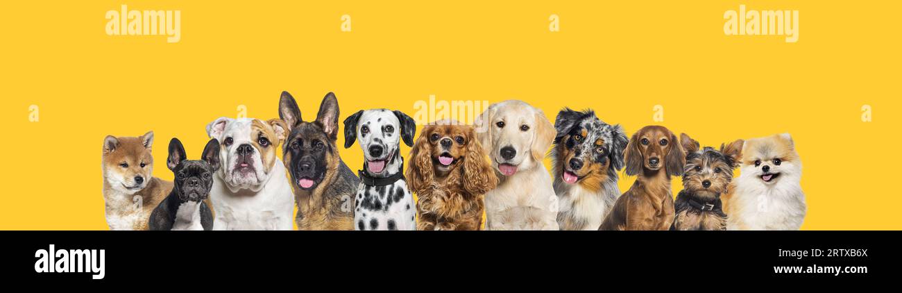 Row of different size and breed dogs over yellow horizontal social ...