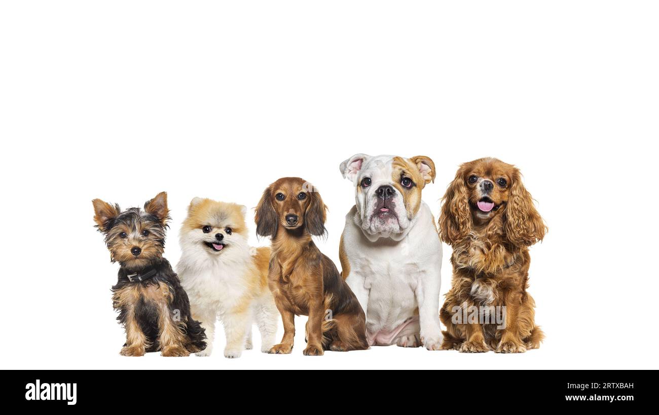 Funny group five dogs hi-res stock photography and images - Alamy