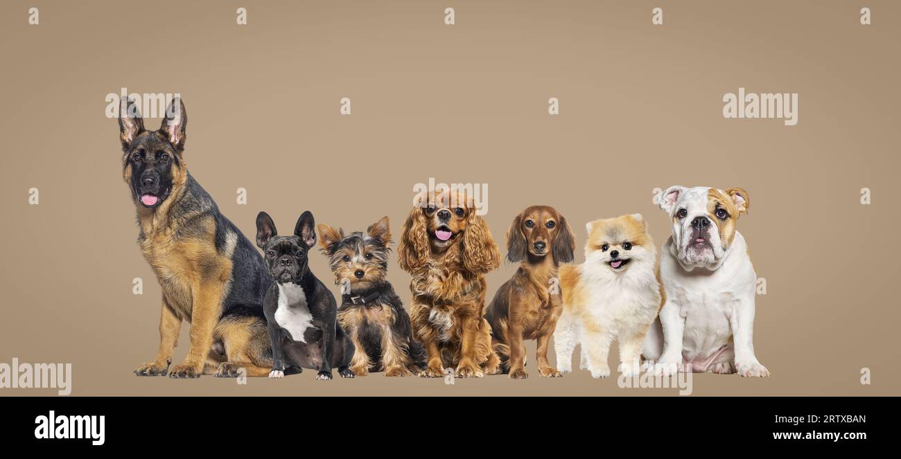 Group of dogs of different sizes and breeds looking at the camera, some cute, panting or happy ...