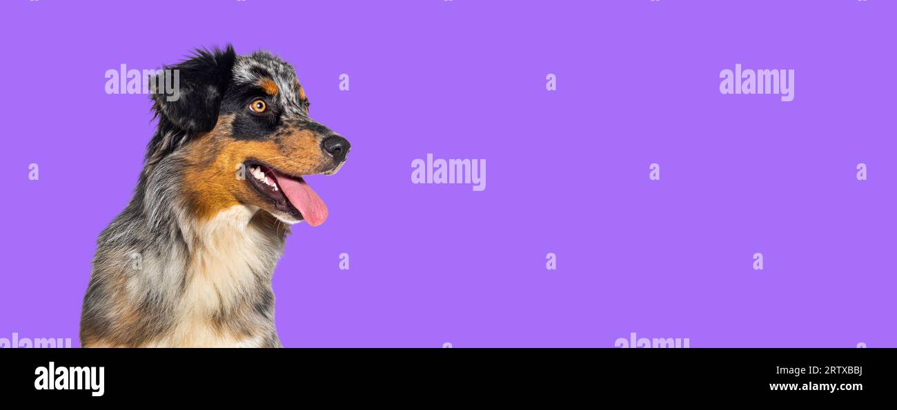 Blue merle australian shepherd dog panting mouth open isolated on a ...