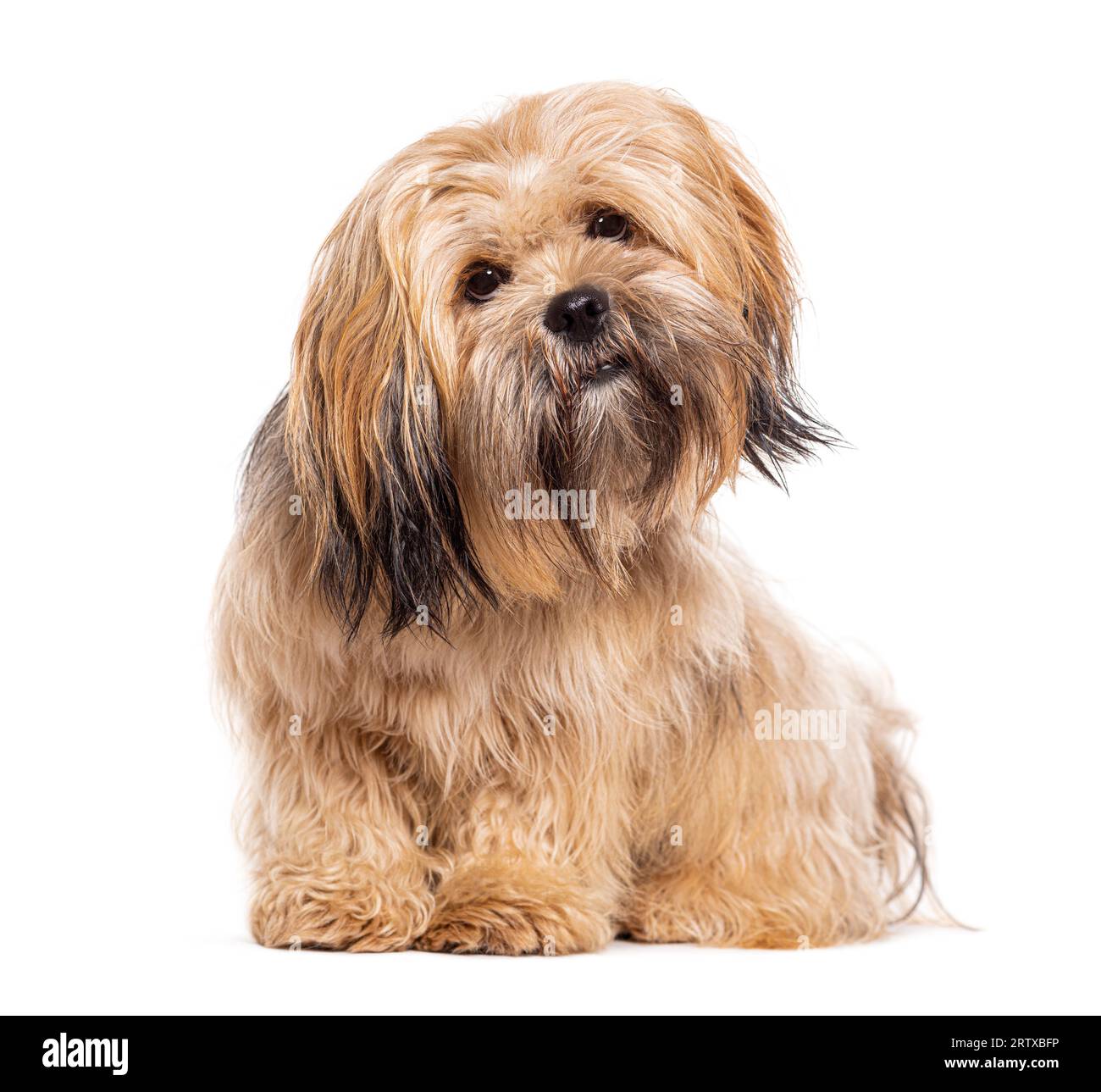 Lhasa apso dog on Cut Out Stock Images & Pictures - Alamy