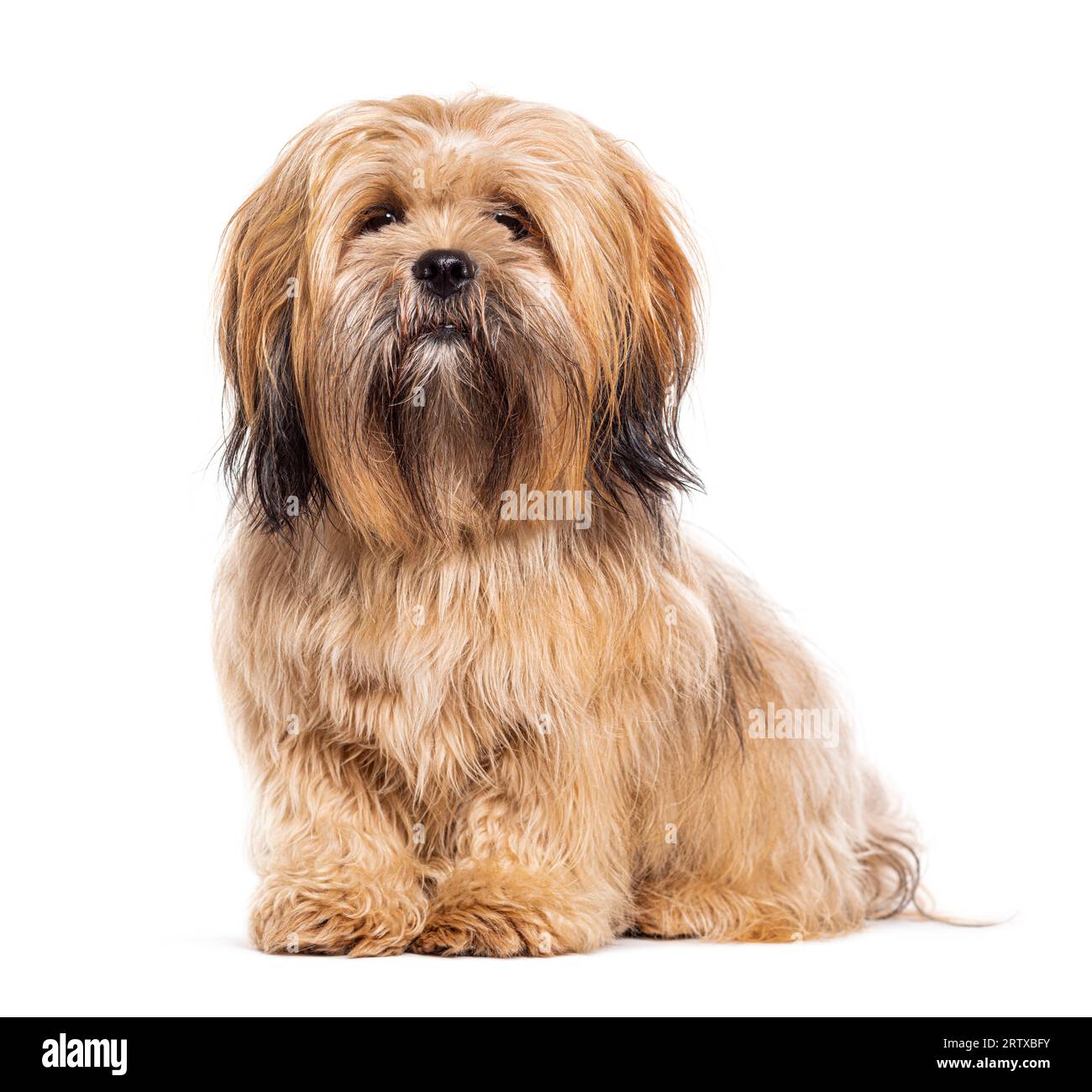 Lhasa apso dog on Cut Out Stock Images & Pictures - Alamy