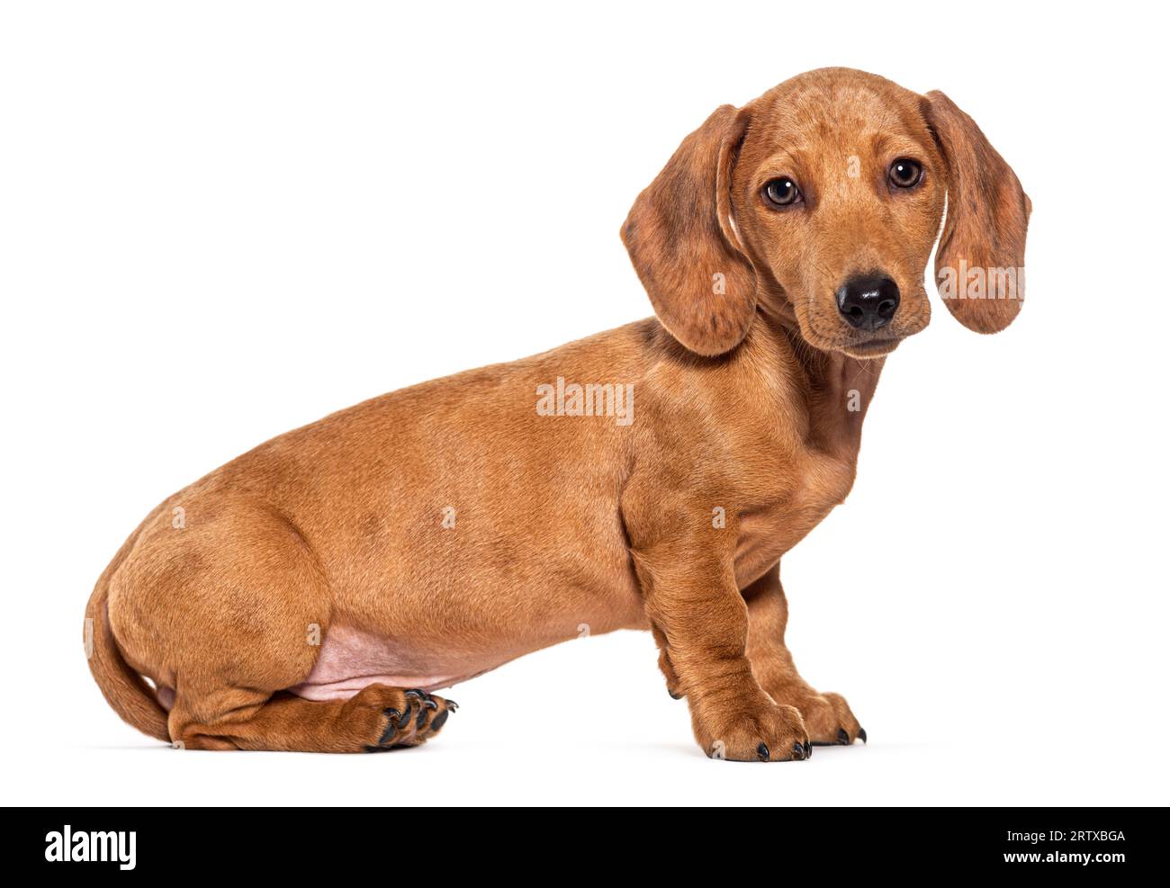 Side view on a Three months old puppy brown shorthair Dachshund dog ...