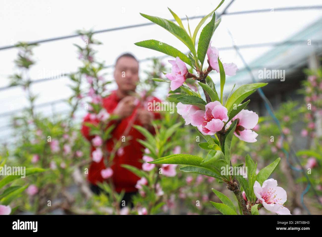 The farmers are thinning the peach trees in the greenhouse, North China ...