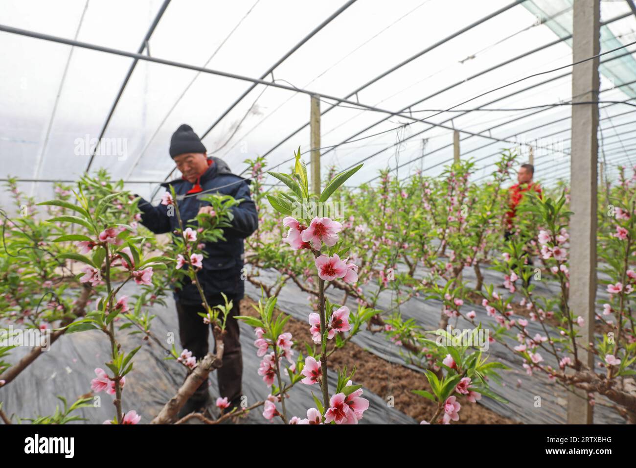The farmers are thinning the peach trees in the greenhouse, North China ...
