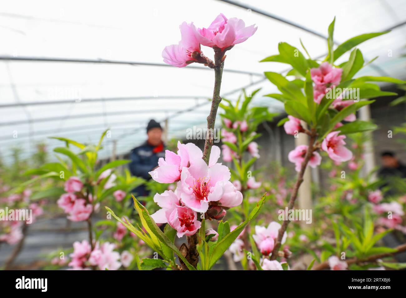 The farmers are thinning the peach trees in the greenhouse, North China ...