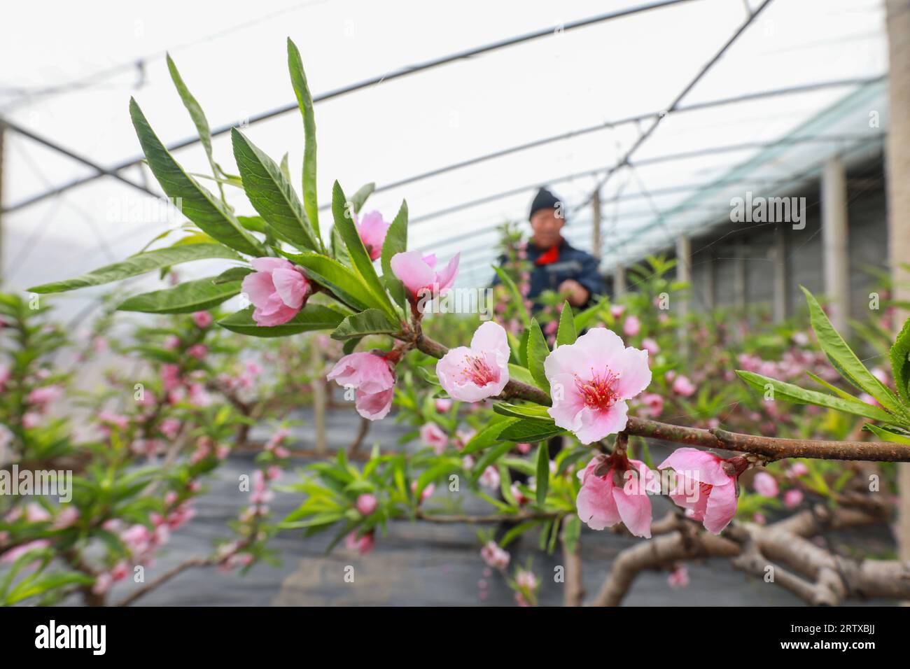 The farmers are thinning the peach trees in the greenhouse, North China ...