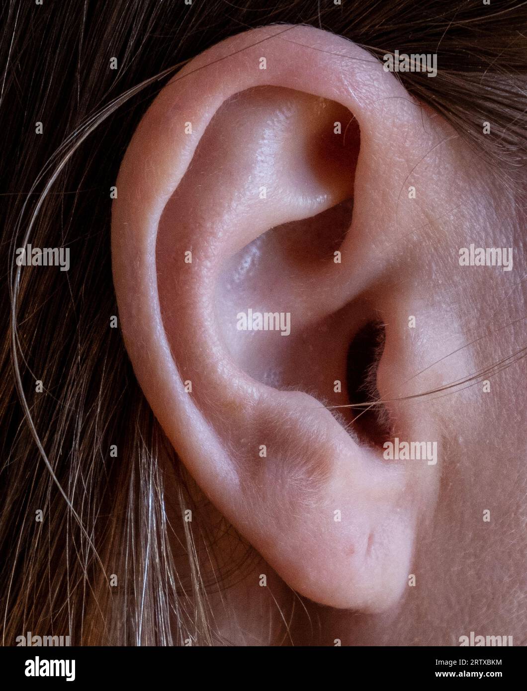 Close up of human (woman's) ear with her hair tucked back Stock Photo ...