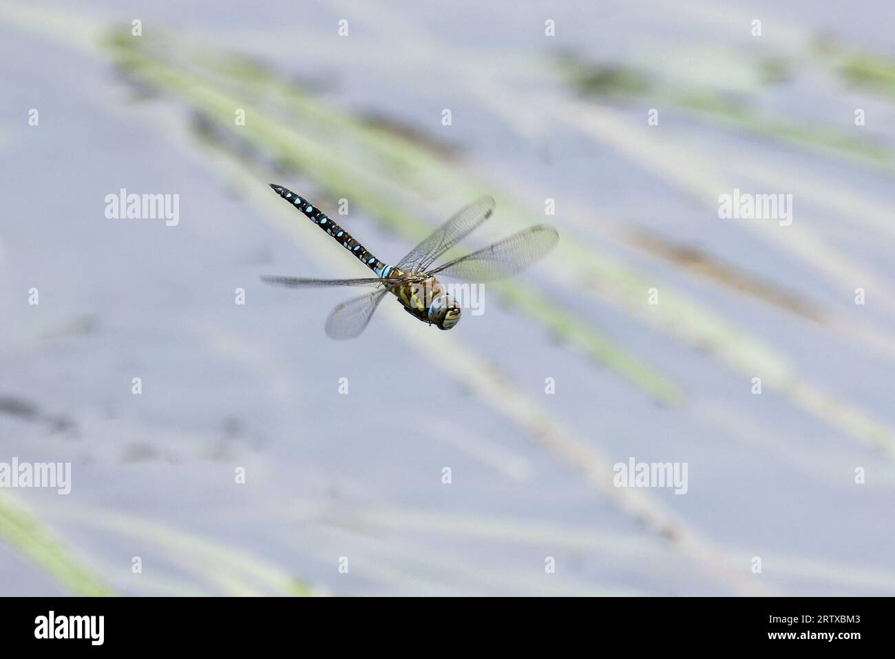Hovering insects hi-res stock photography and images - Alamy