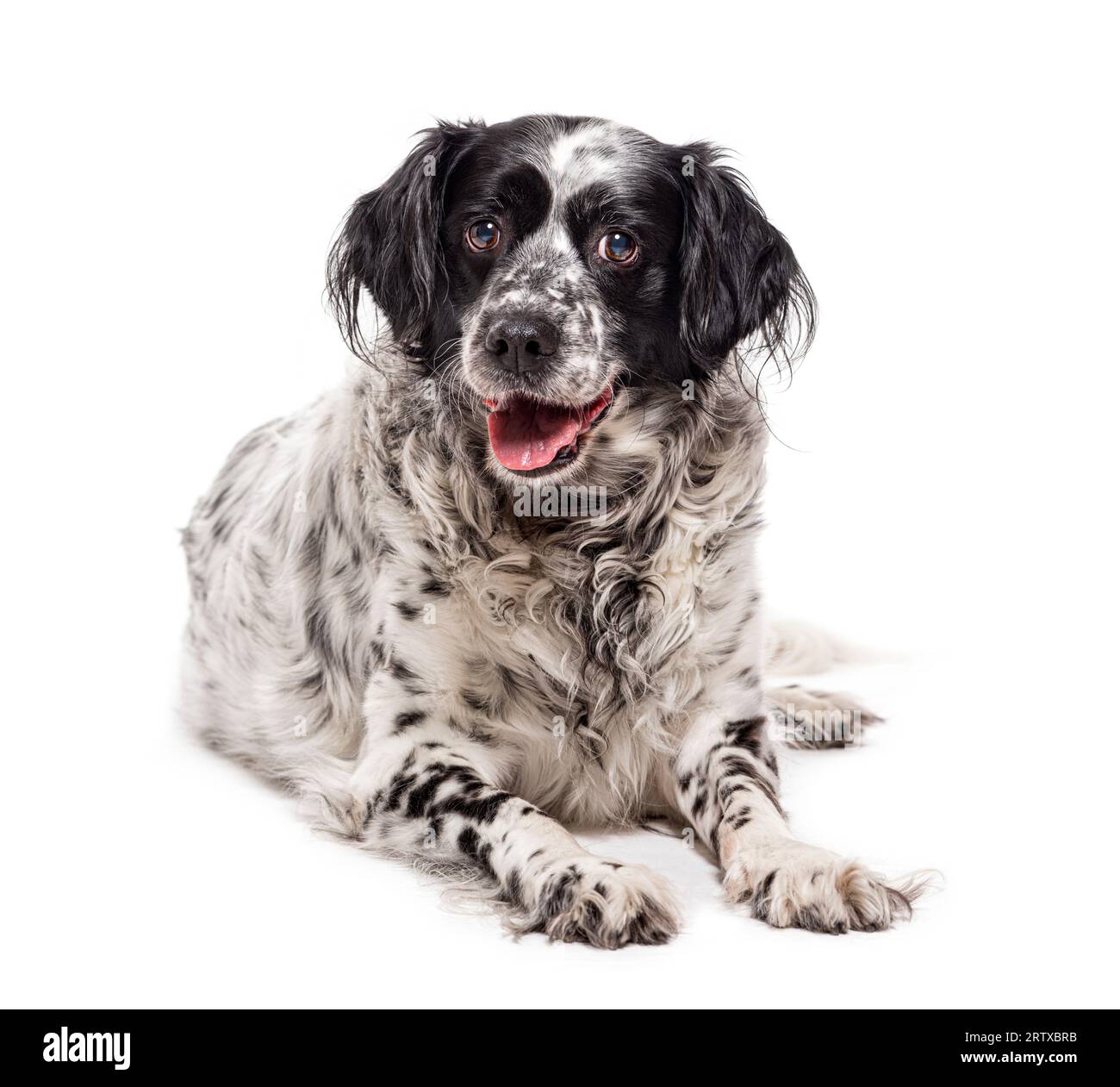 Bracco Italiano, isolated on white Stock Photo - Alamy