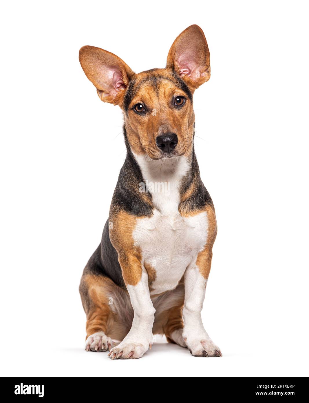 Dog with big ears hi-res stock photography and images - Alamy