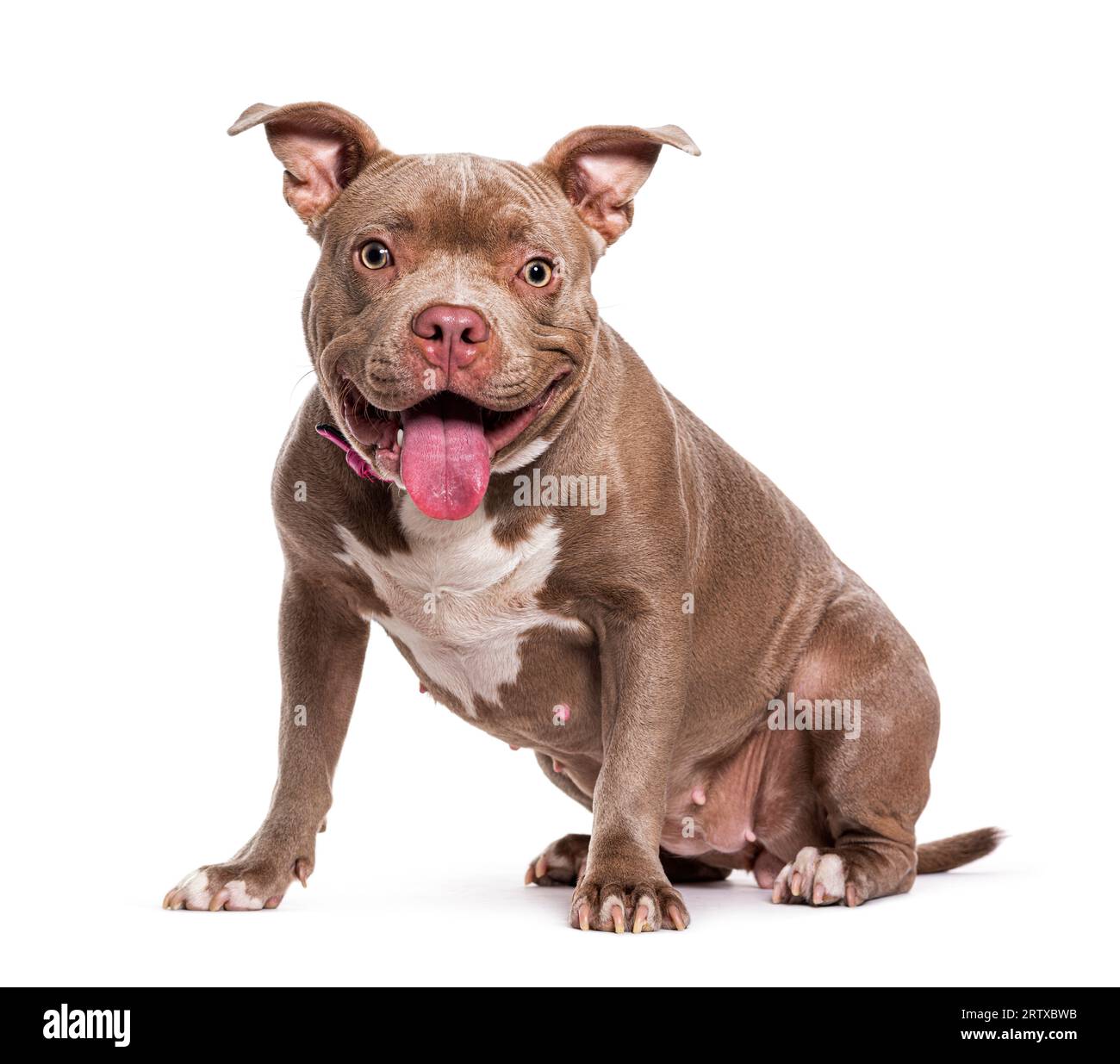 American bully tongue hi-res stock photography and images - Alamy