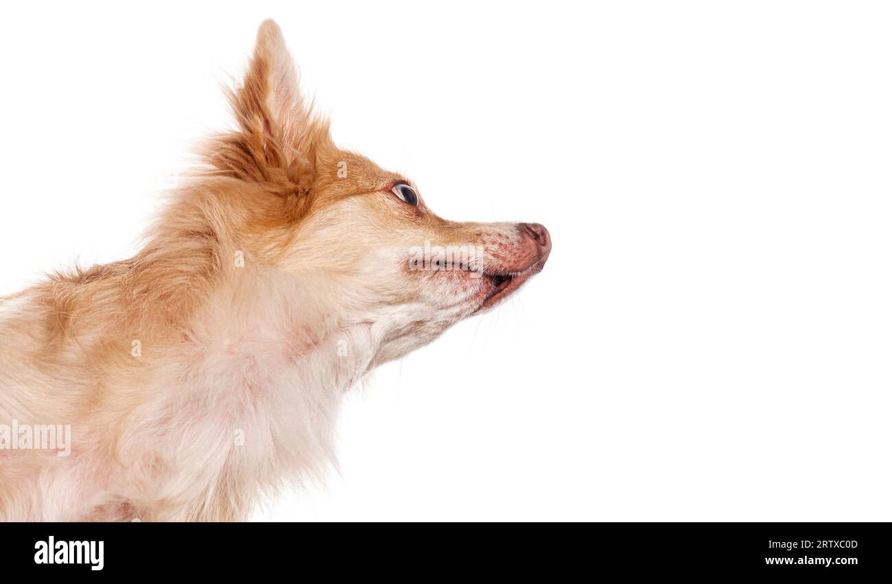 Mongrel, crossbreed dog, head shot, view from below, head shot ...
