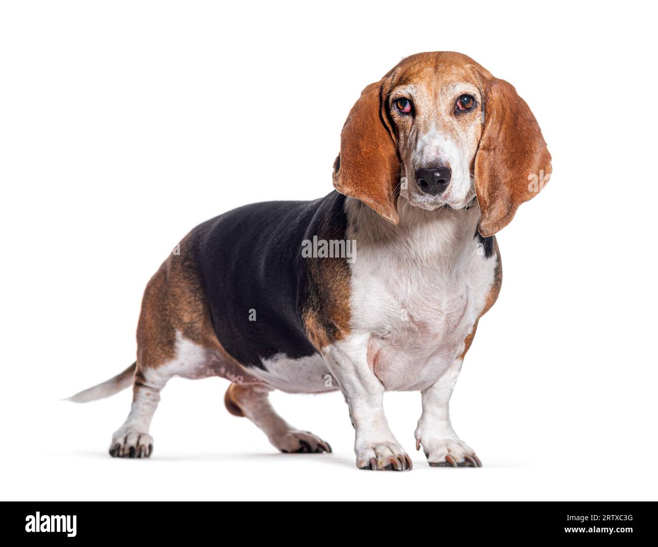 Young Norman Artesian Basset dog, isolated on white Stock Photo - Alamy