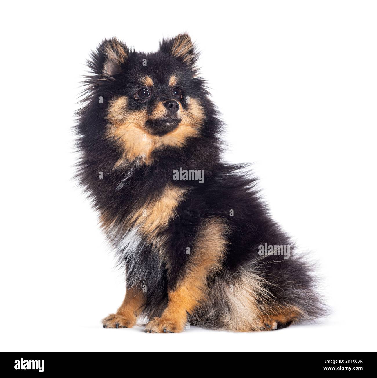 Miniature german spitz dog Cut Out Stock Images & Pictures - Alamy