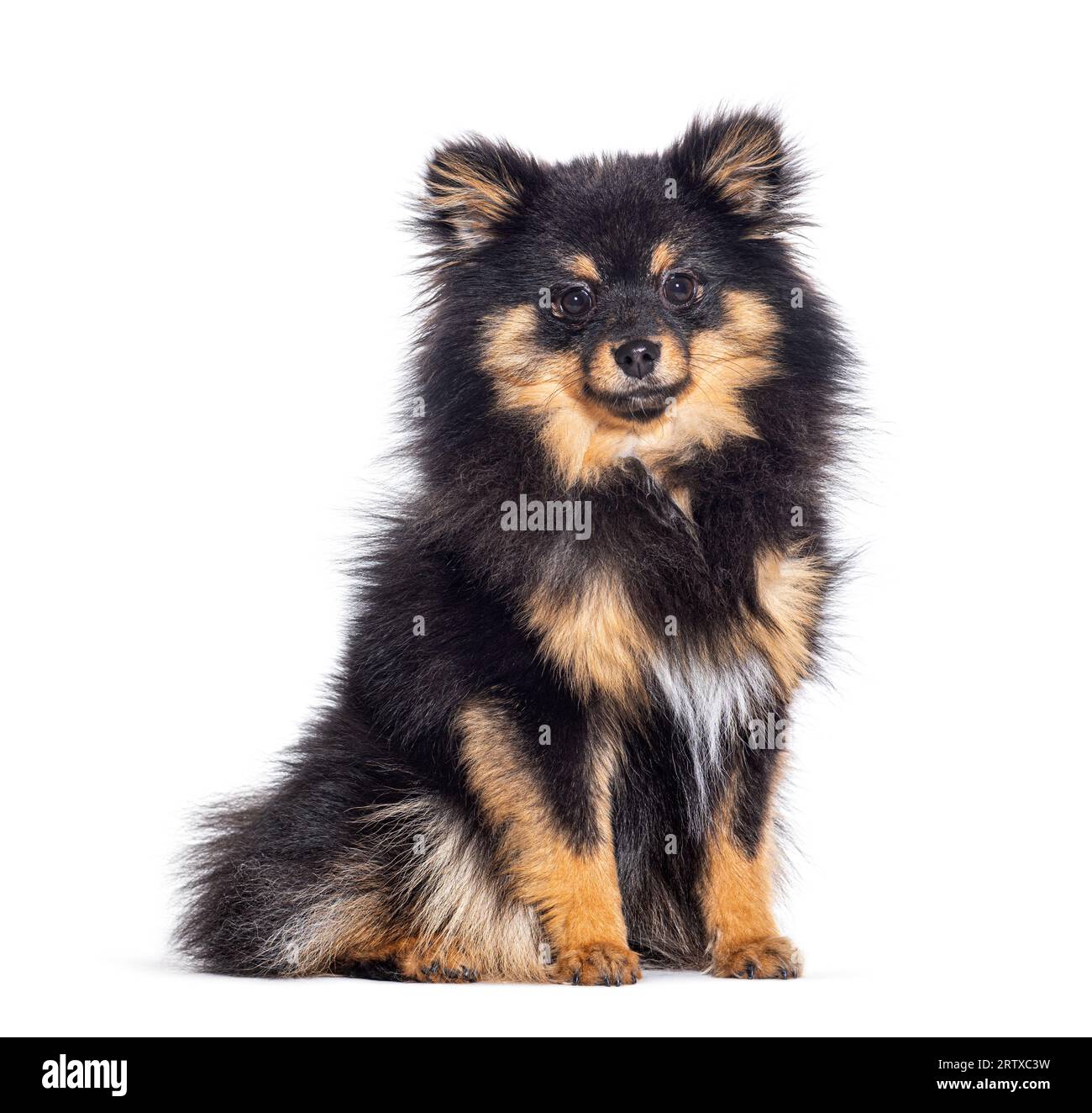 Black And Tan Pomeranian Mix