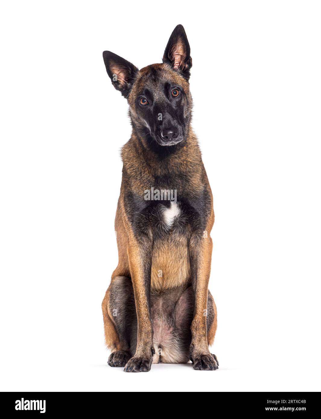 Grey Belgian Malinois