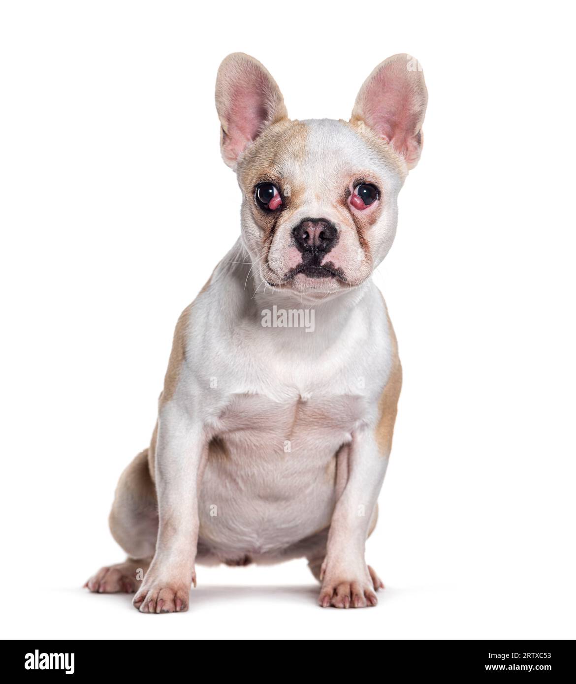 Sick Dog with a cherry eye vascularisation, isolated on white Stock ...