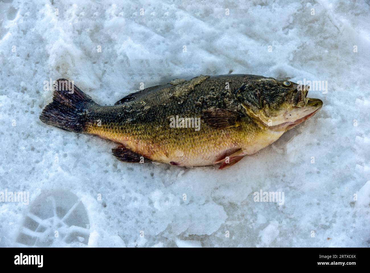 Large Mouth bass On Ice in Winter Stock Photo - Alamy