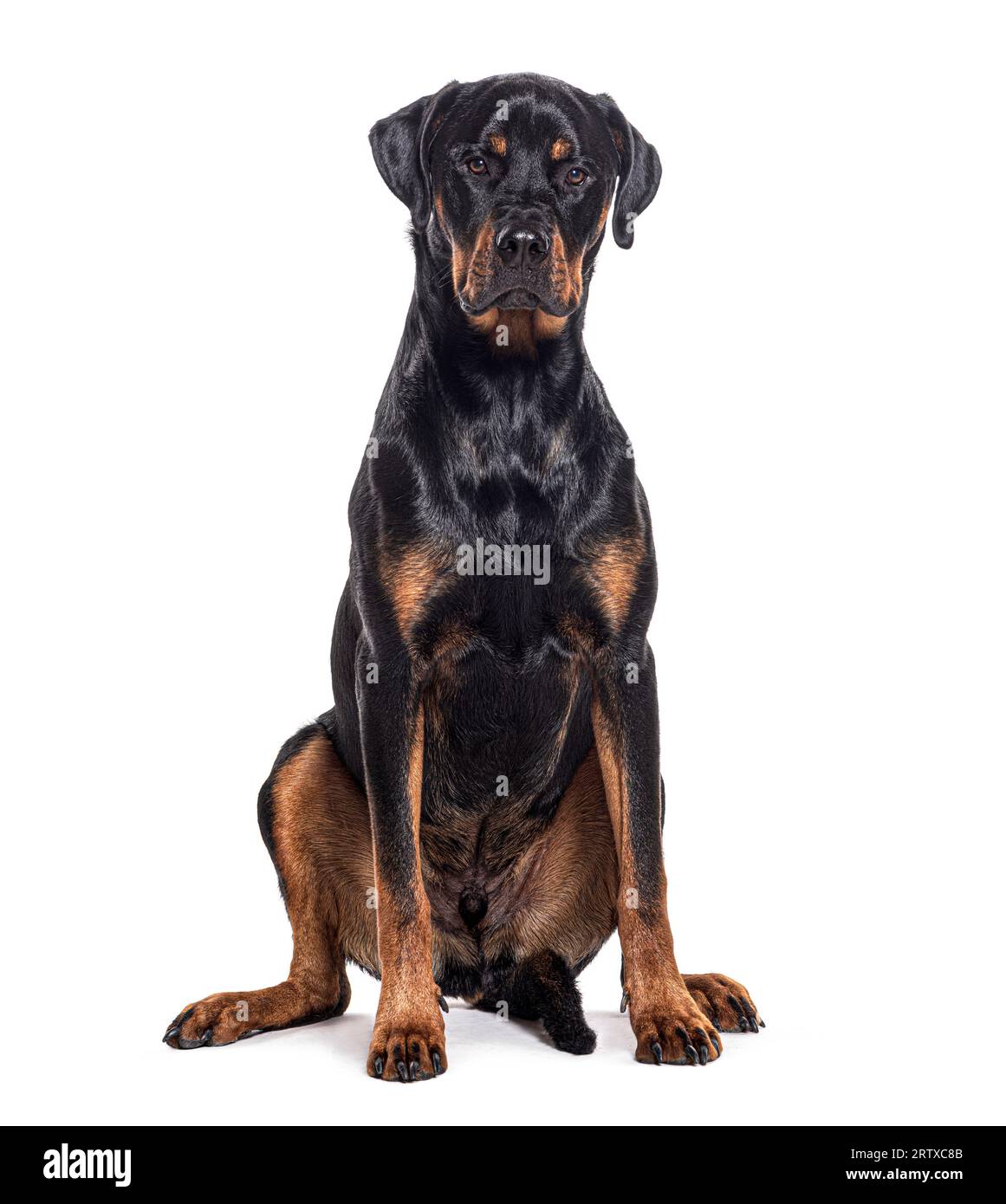 Rottweiler And Boxer Mix